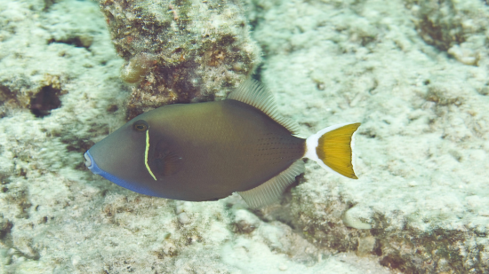 Halfmoon (White Tip) Trigger - Triggers - Saltwater Fish