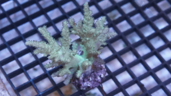 Sinularia Spaghetti Finger Leather Coral Mini : Green - Soft Corals - Coral