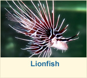 Saltwater Fish | Marine Life | Reef Tank Fish