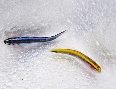 ORA Cleaner Goby DUO - Blue Neon & Yellow Line - Gobies - Saltwater Fish