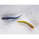 ORA Cleaner Goby DUO - Blue Neon & Yellow Line - Gobies - Saltwater Fish