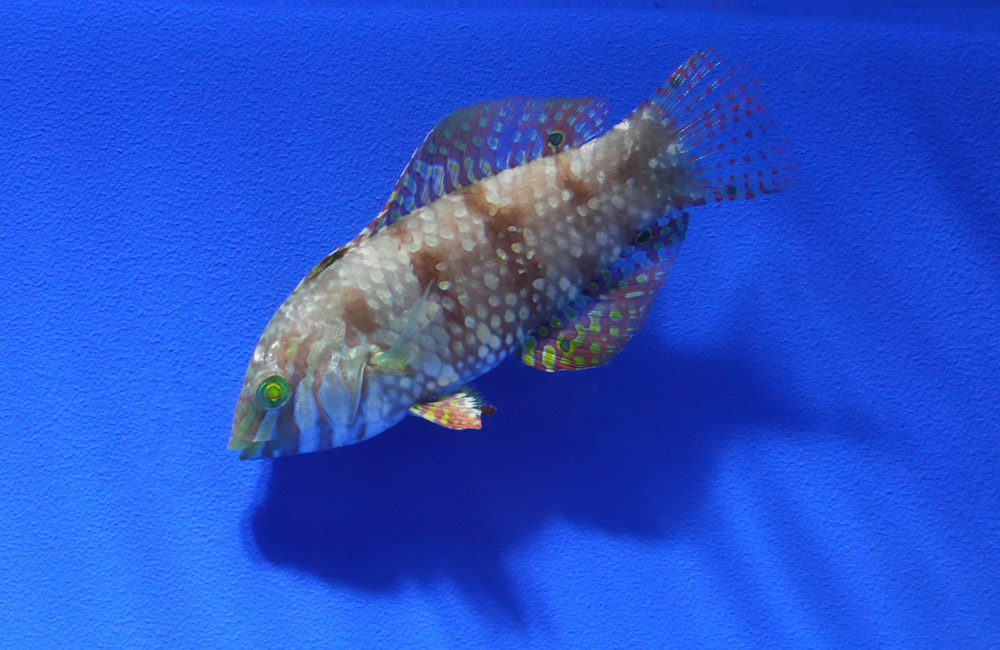 Cleaner Wrasse - Wrasses Reef Safe - Saltwater Fish