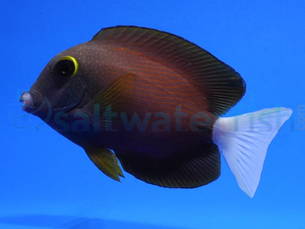 Flame Fin (Tomini) Tang - Tangs - Saltwater Fish