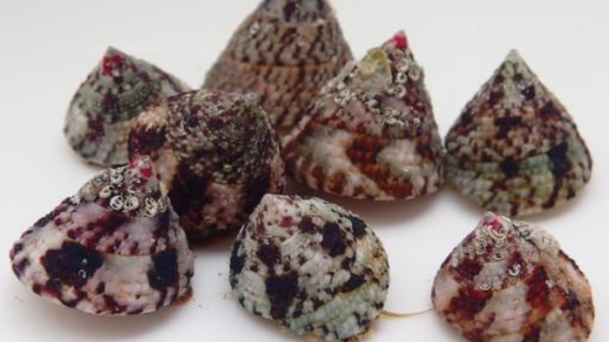Banded Trochus Snail - Snails - Invertebrates