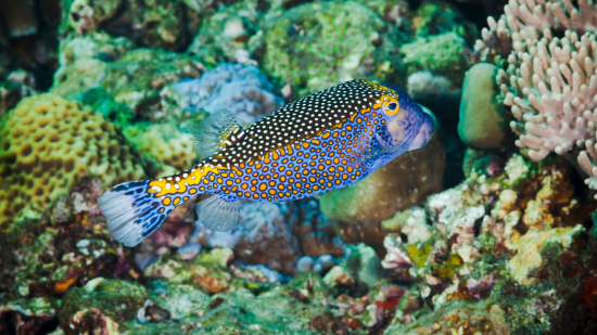 Blue Boxfish - Miscellaneous Unique Marine Life - Saltwater Fish
