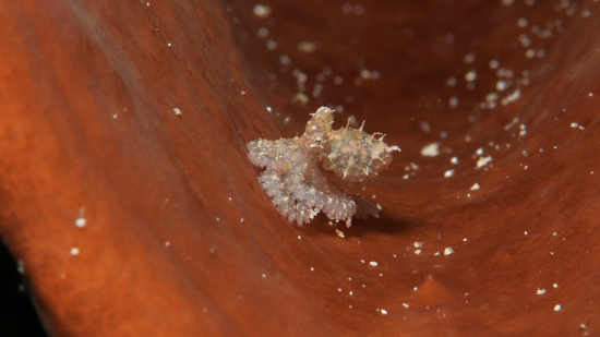 Algae Octopus - Indo Pacific - Miscellaneous - Invertebrates