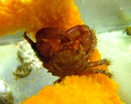 Red Mithrax Crab - Crabs - Invertebrates