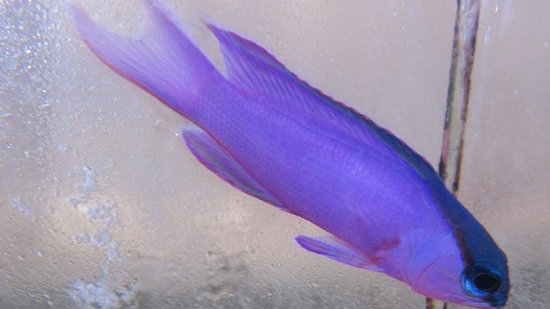 Chalk Basslet - Basslets - Saltwater Fish