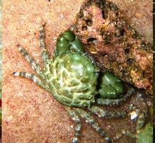 Experience The Ultimate Master Reef Pack - Reef Packages