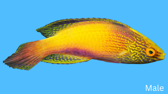 Rhomboid Golden Fairy Wrasse - Wrasses Reef Safe - Saltwater Fish
