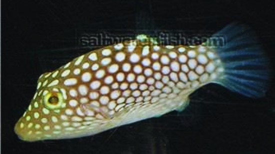 Hawaiian Spotted Puffer - Puffers - Saltwater Fish