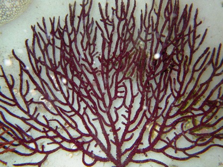 Red Gulf Sea Fan - Gorgonians - Coral