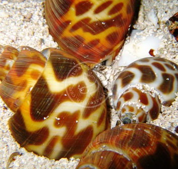 Fancy Nassarius Snail - Snails - Invertebrates