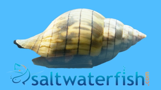 True Tulip Snail - Snails - Invertebrates