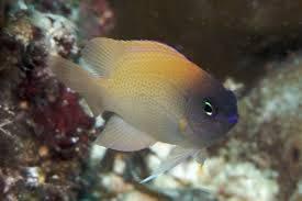 Blue Head Pink Damsel - Damsels - Saltwater Fish