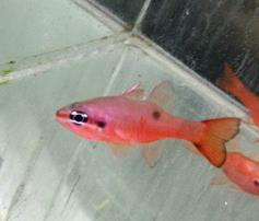 Flame Cardinal - Cardinals - Saltwater Fish