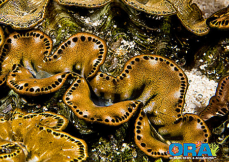 Maxima Clam : Gold - Aquacultured - Clams - Invertebrates
