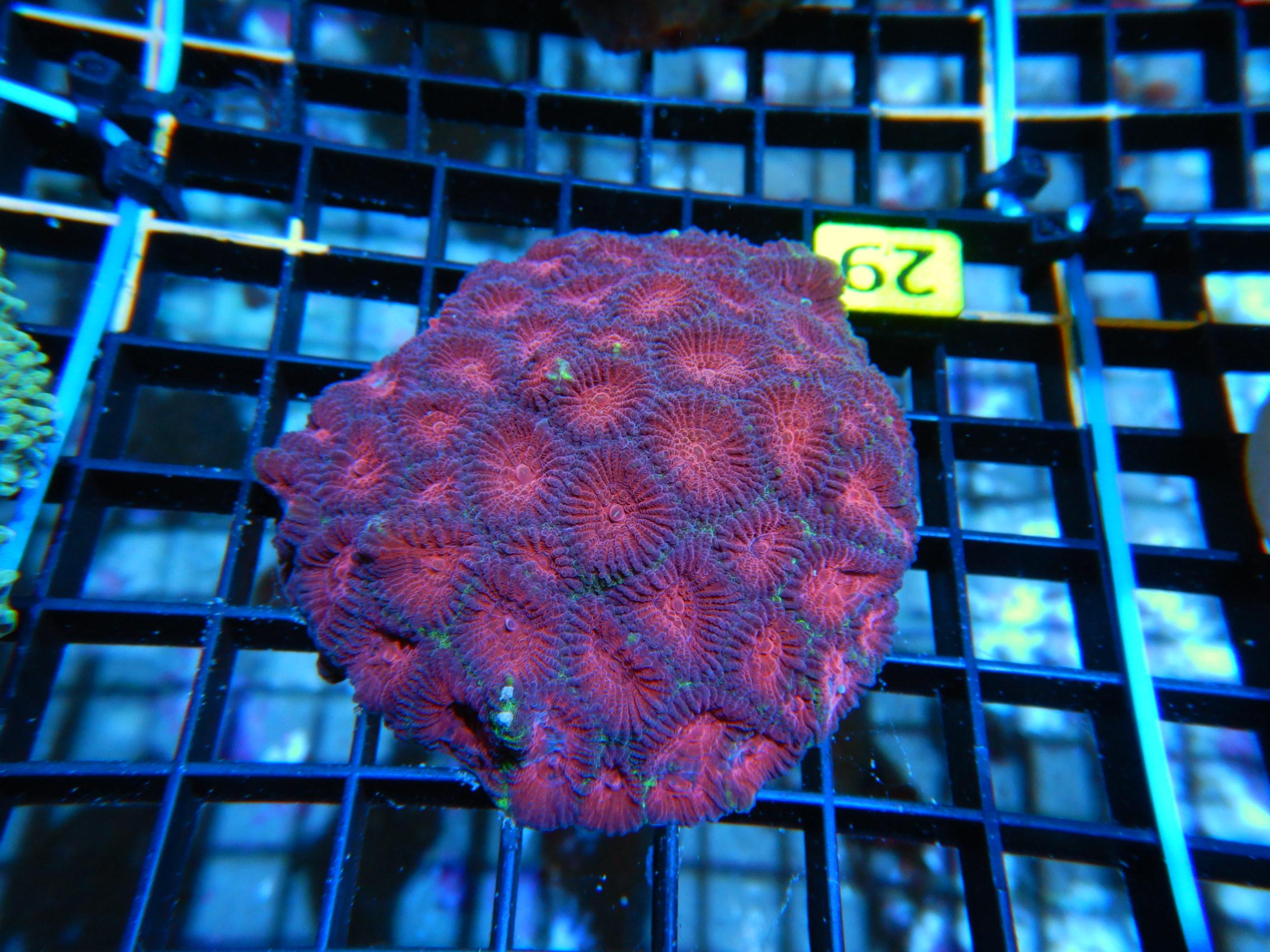 FAVIA RED EYE - Brain Corals Clams Miscellaneous