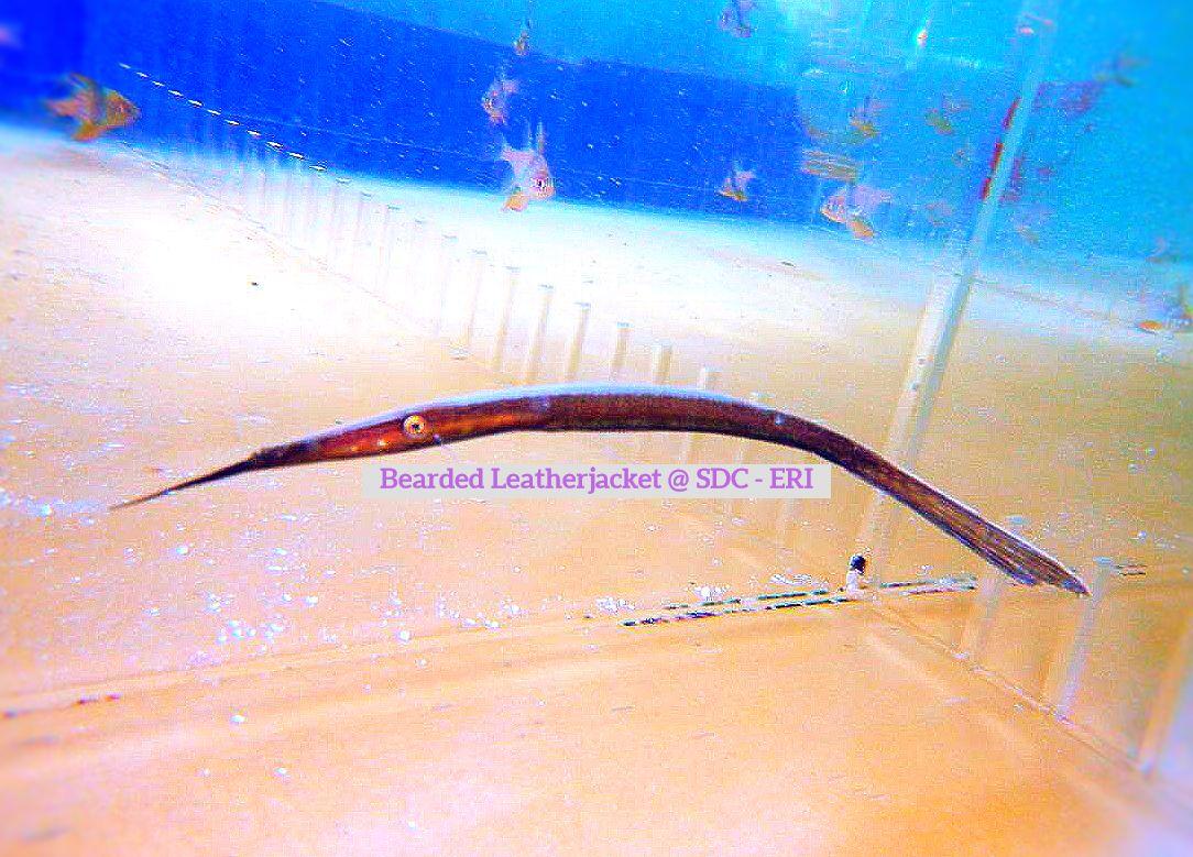 F19 -BEARDED FILEFISH - Saltwater Fish