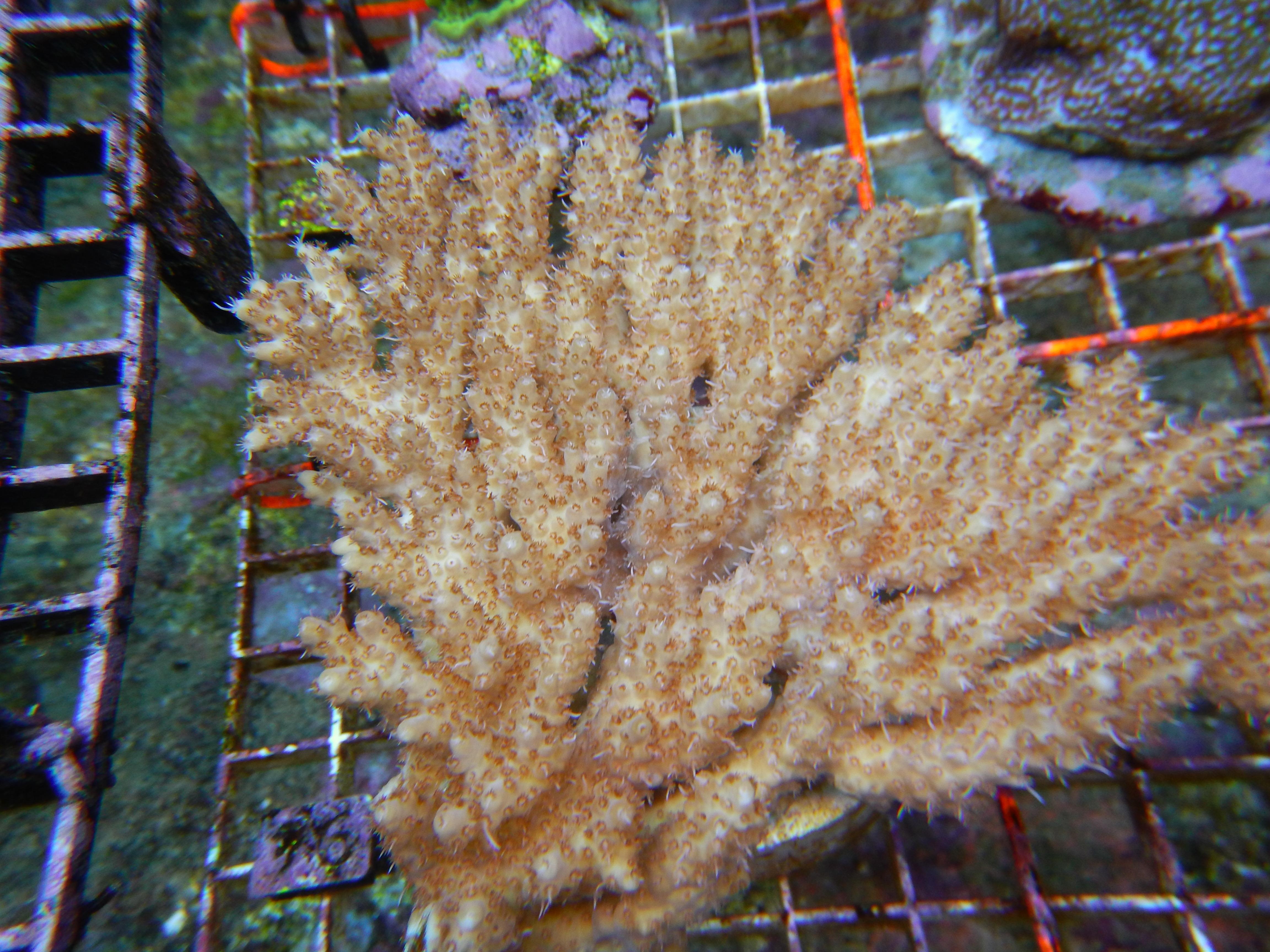 ACRO PINK - Eye It & Buy It