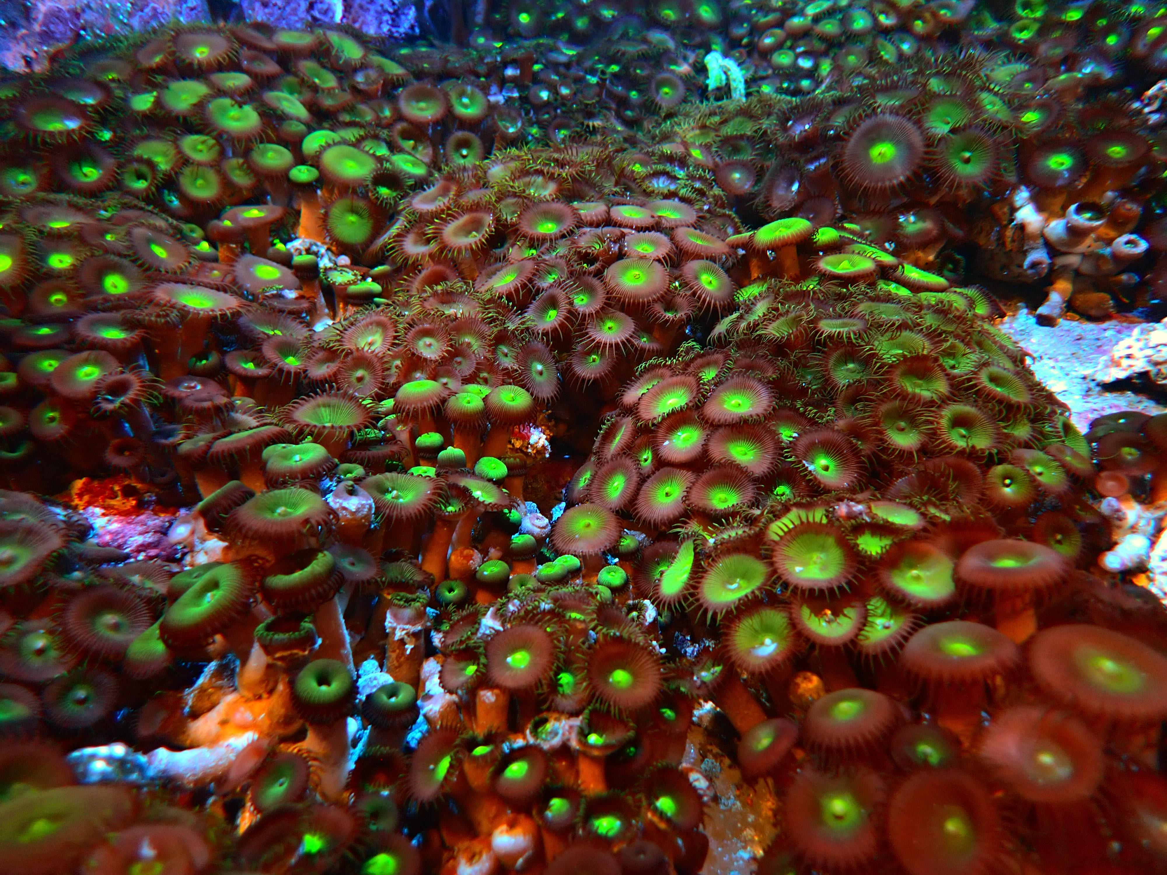 N0146 - BUTTON POLYP SMALL MEDIUM - Zoanthids Polyp Corals
