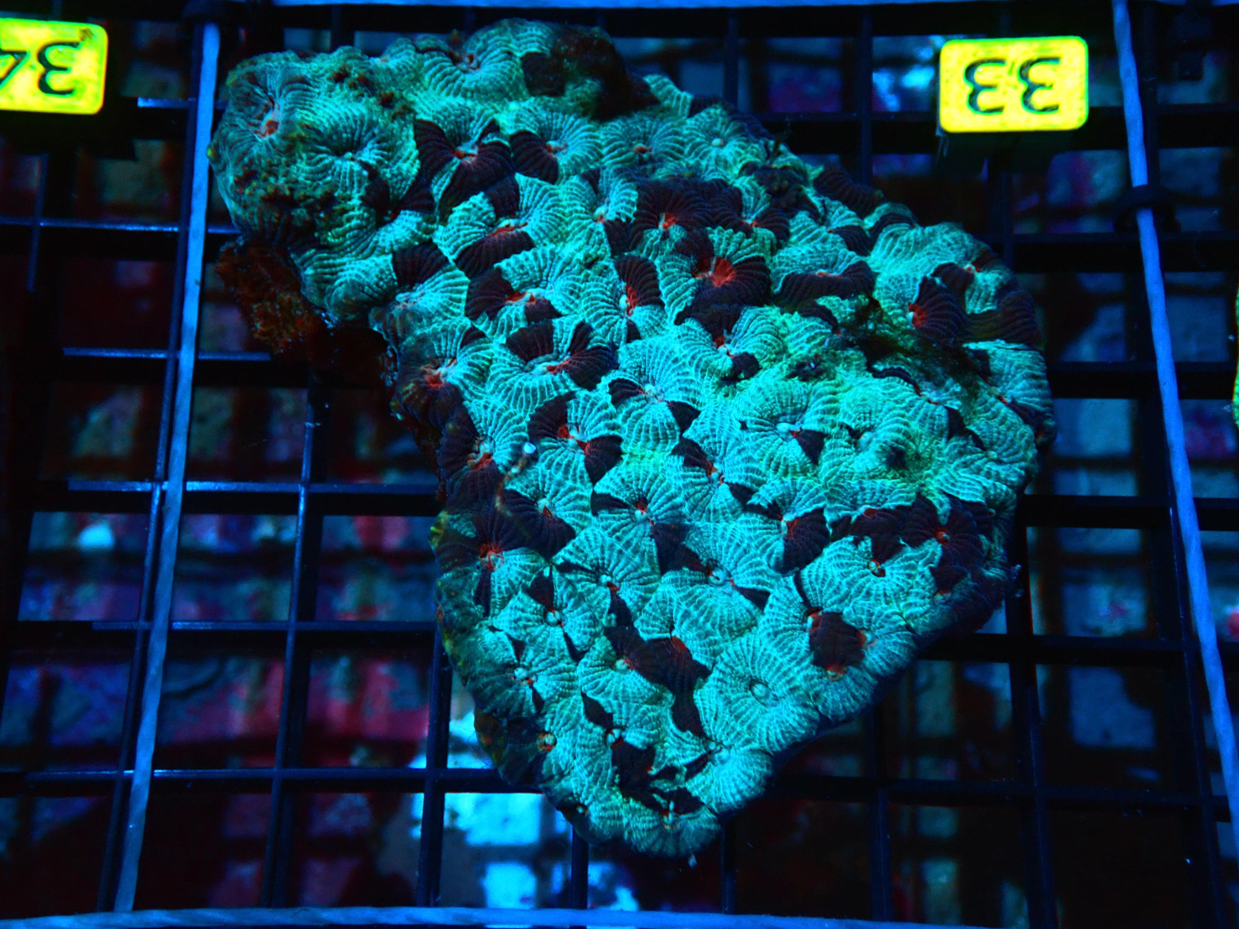 FAVIA AUSSIE SPLATTER - Brain Corals Clams Miscellaneous