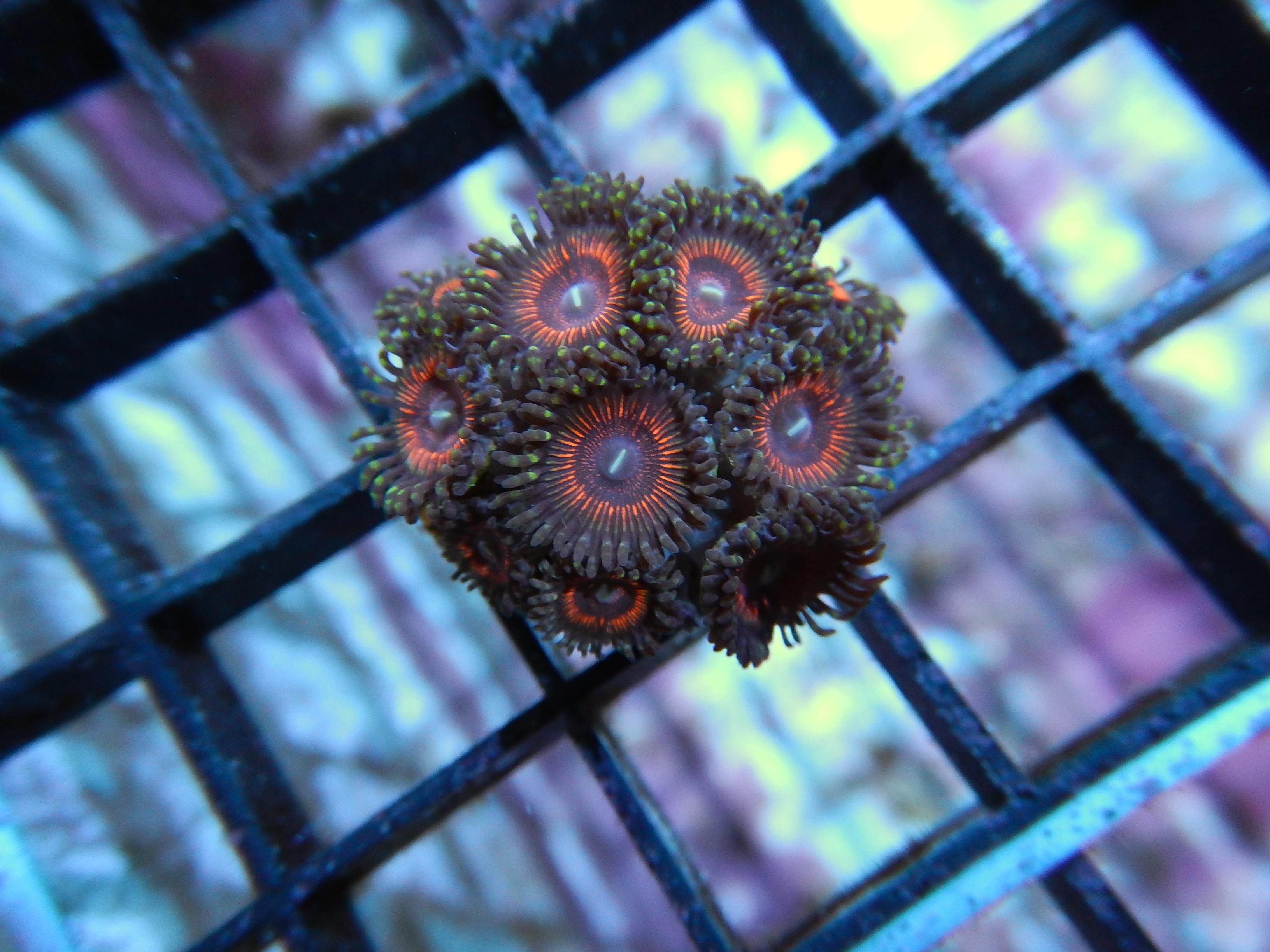 ZOA INDO PINK - Eye It & Buy It