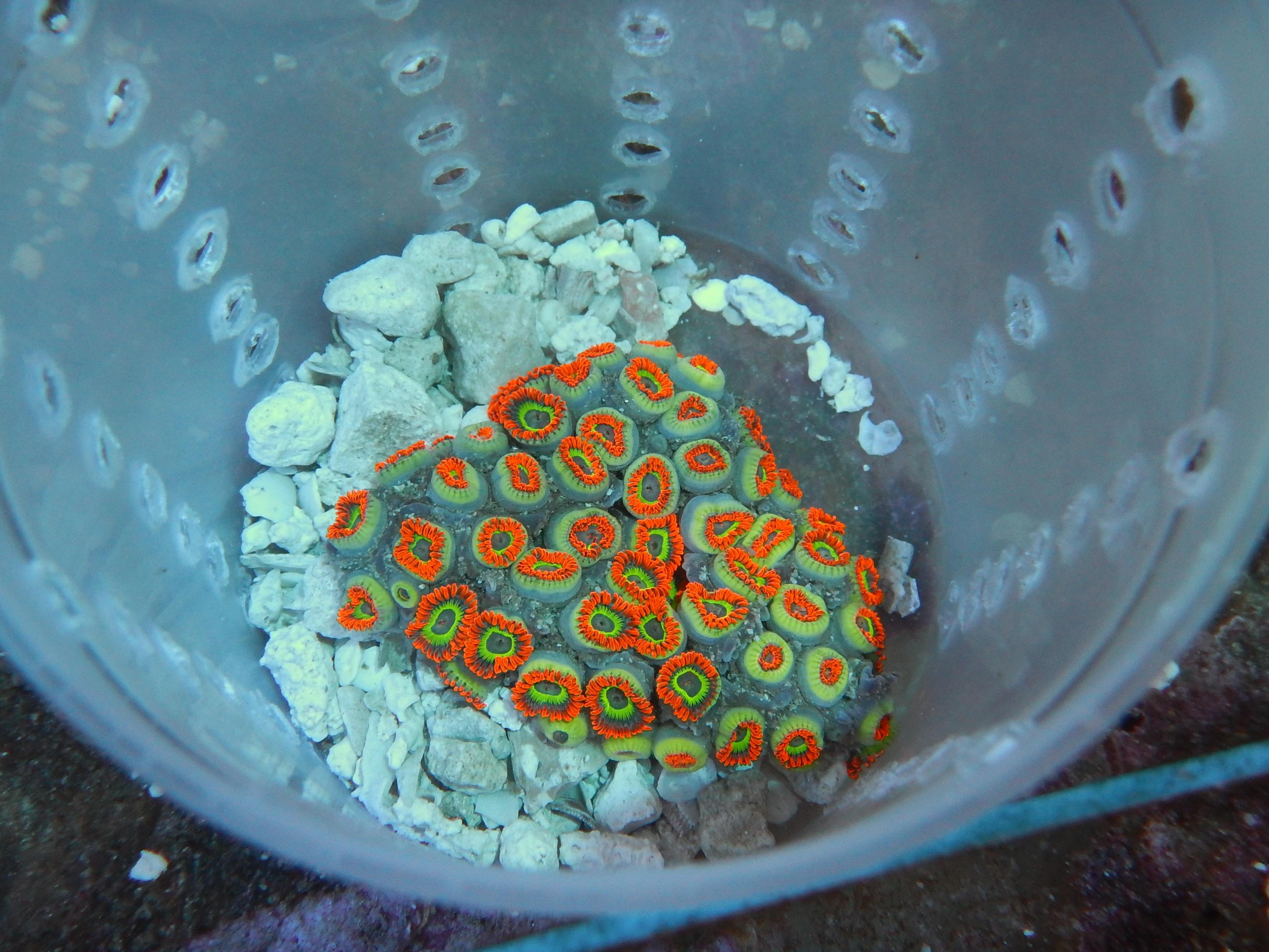 X0277 - ZOA FRUIT LOOP - Eye It & Buy It