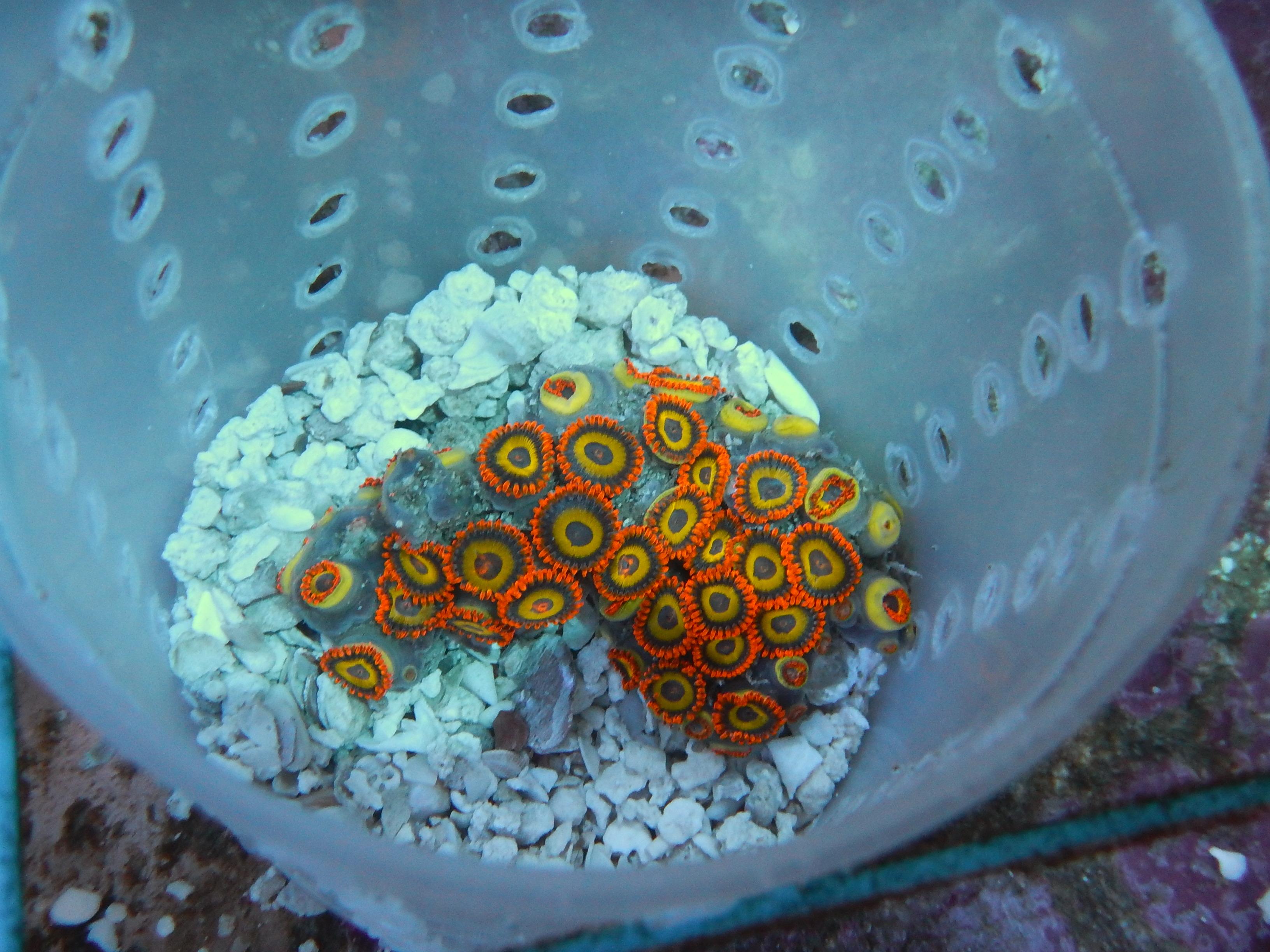 X0283 - ZOA FRUIT LOOP - Eye It & Buy It