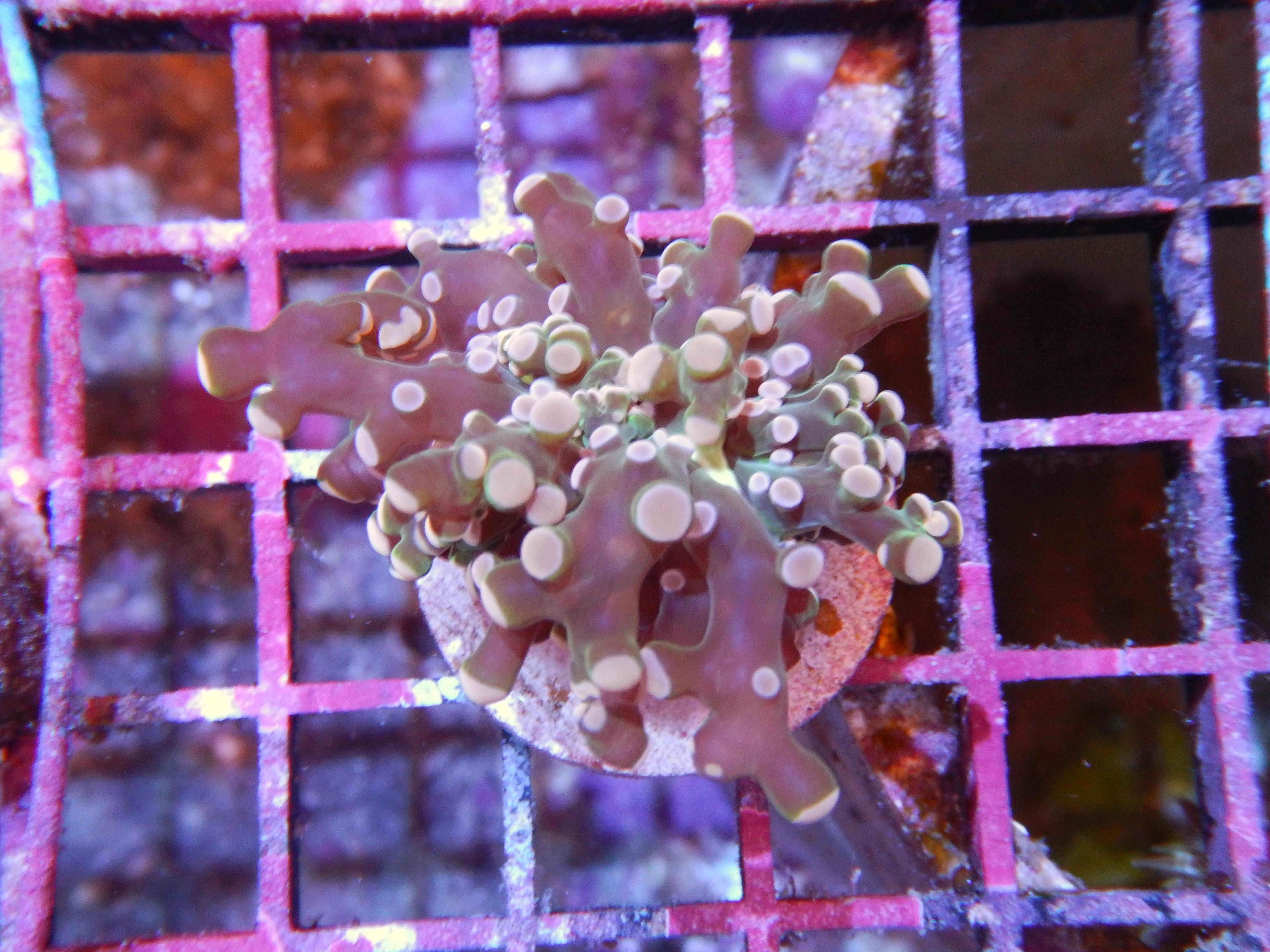 FROGSPAWN PINK - Eye It & Buy It