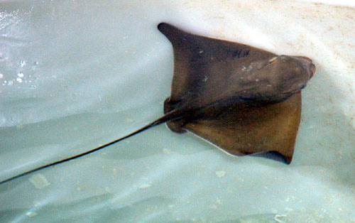 Bat Stingray - Miscel - Saltwater Fish