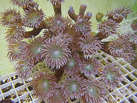 Branching Duncan Colony - SHOW #121 - Eye It & Buy It