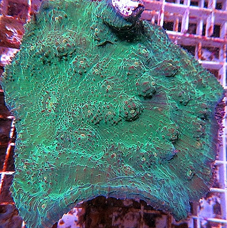 Green Alien Chalice #T 106 - Eye It & Buy It