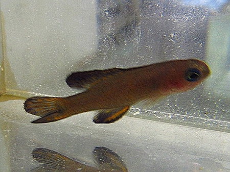 ORA Randall's Assessor - Aquacultured - Dottybacks - Saltwater Fish