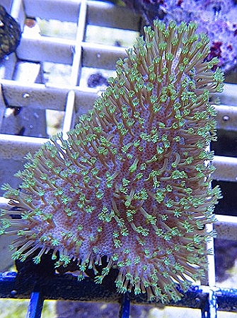 ORA Leather - Green Polyp Toadstool - Coral