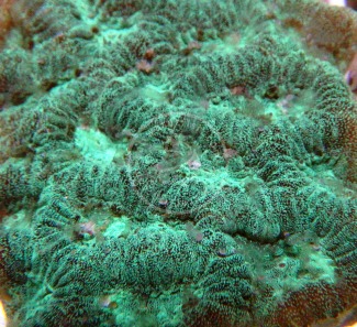 Lime Green Favites Frag - Frags - Coral