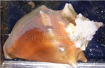 Fighting Conch - Wild - Conchs - Invertebrates
