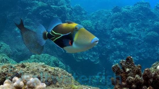 Rectangular Trigger - Triggers - Saltwater Fish