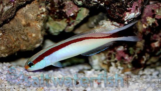 Redlined Tilefish - Gobies - Saltwater Fish