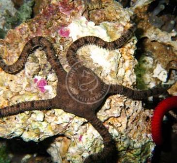 Serpent Starfish - Starfish - Invertebrates