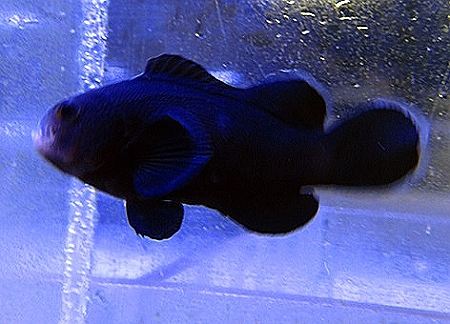 ORA Midnight Clownfish Captive-Bred - Clownfish - Saltwater Fish