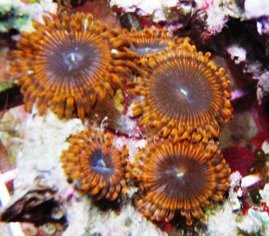 Adopted Mystery Coral ? - Aquacultured - Coral