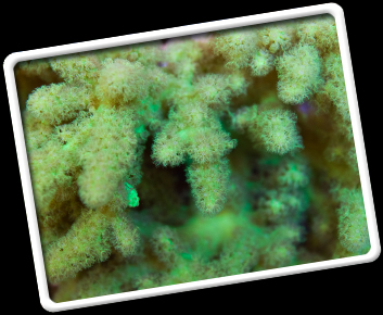 Aquacultured Palau Green Nepthea - Aquacultured - Coral