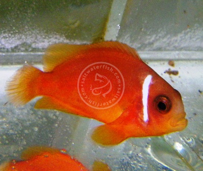 ORA Fire Clownfish Captive-Bred - Clownfish - Saltwater Fish