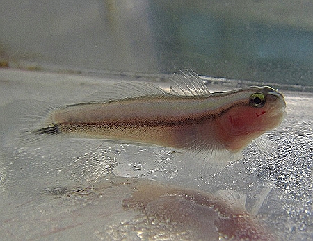 ORA Hybrid Cleaner Goby - Gobies - Saltwater Fish