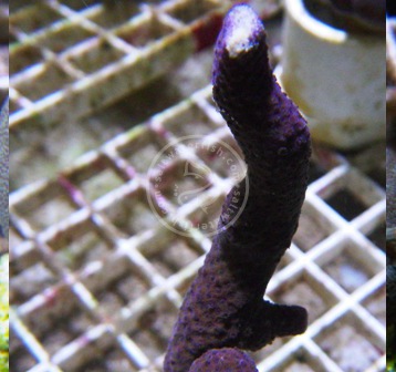 ORA Purple Digitata Montiopra Coral - Sps - Coral