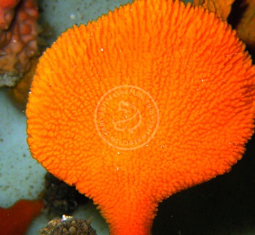 Orange Fan Sponge - Sponges - Invertebrates