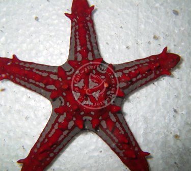 Red General Starfish - Starfish - Invertebrates