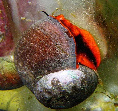 Red Moon Snail - East Pacific - Snails - Invertebrates