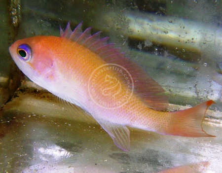 Truncate Anthias - Anthias - Saltwater Fish